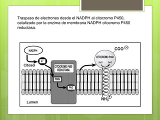 Citocromo p450, P450, isoenzimas | PPTX