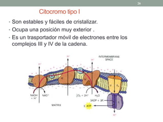 citocromos ¿qué es y para qué funcionan? | PPTX