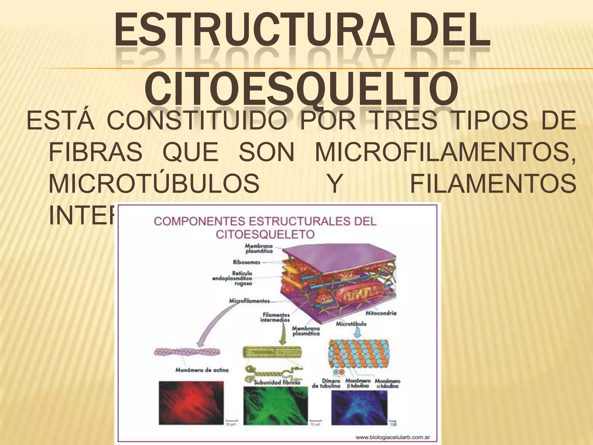 Citoesqueleto | PPT