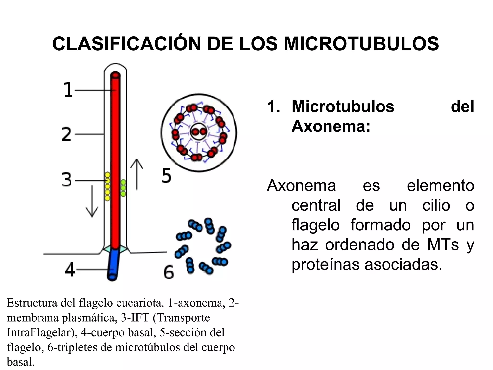 Citoesqueleto | PPT