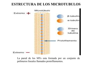 Citoesqueleto | PPT