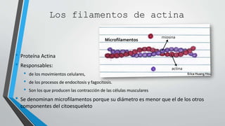 Citoesqueleto | PPTX
