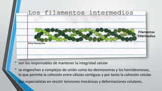 Citoesqueleto | PPTX