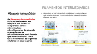 Citoesqueleto | PPTX