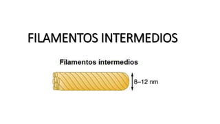 Citoesqueleto | PPTX