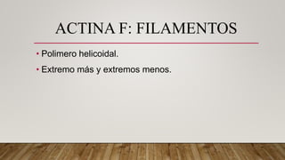 Citoesqueleto | PPT