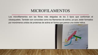 Citoesqueleto | PPTX