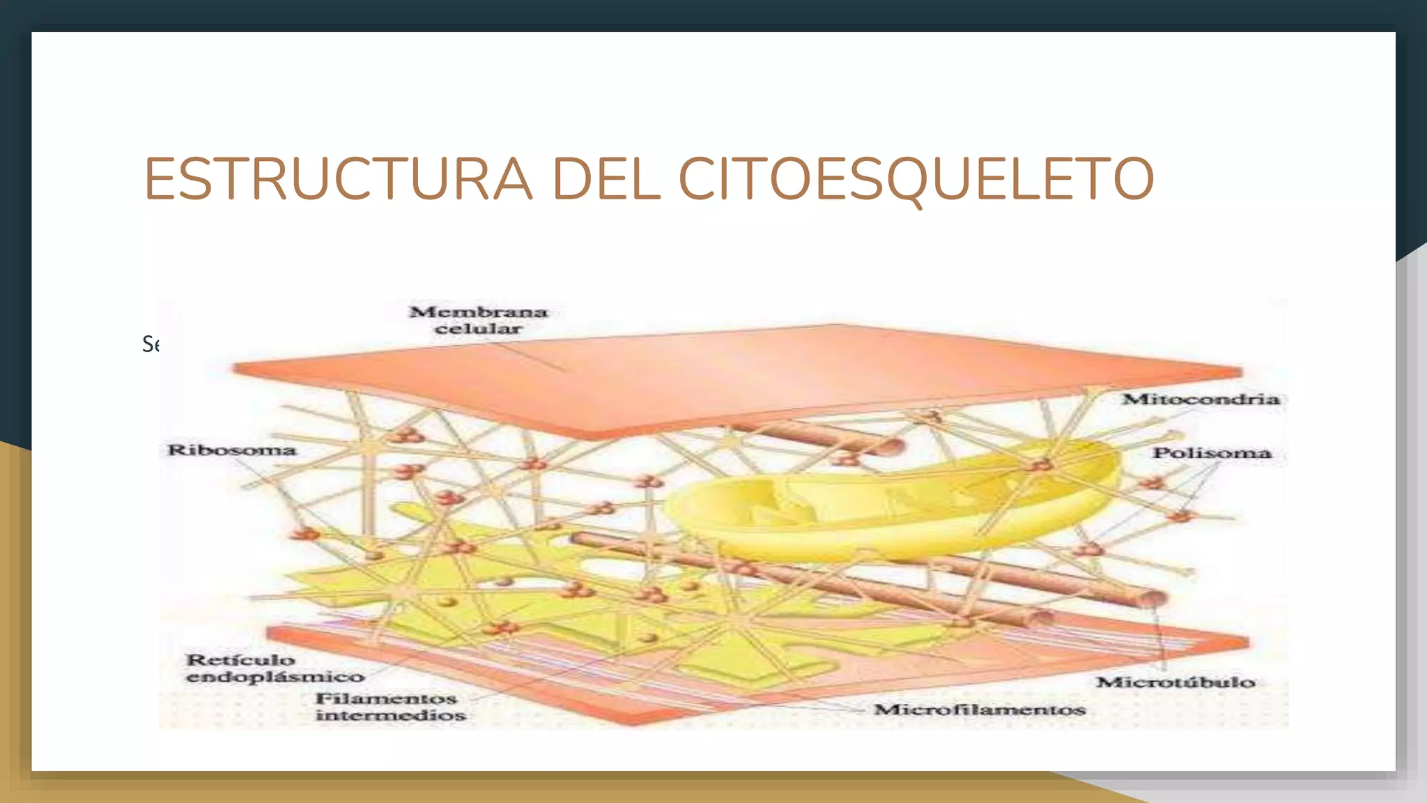 CITOESQUELETO.pptx