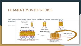 CITOESQUELETO.pptx