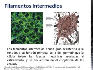 Citoesqueleto.pptx