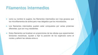 Citoesqueleto.pdf