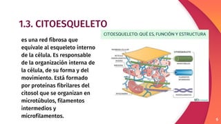 CITOESQUELETO.pptx