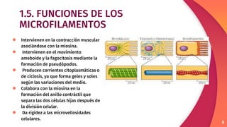 CITOESQUELETO.pptx