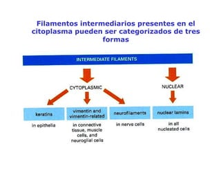 Citoesqueleto Biología celular Clase PDF | PDF