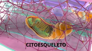 CITOESQUELETO.ppppppppppppppppppppppppptx | PPTX