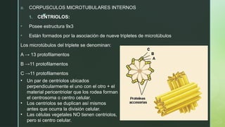 CITOESQUELETO.pptxxxxx(estructura y funciones) | PPTX