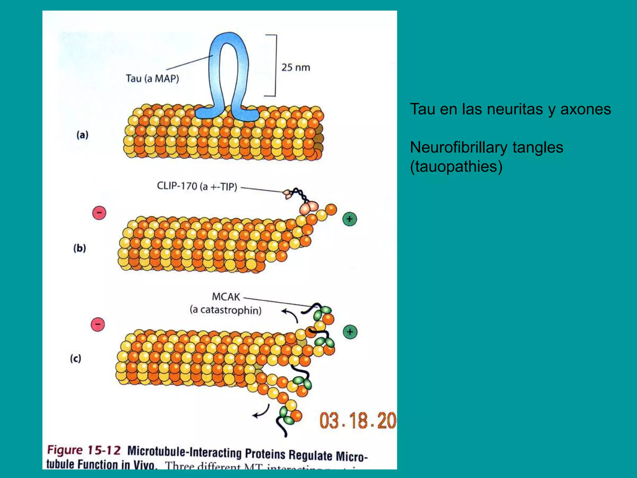 Citoesqueleto matriz excl 429 | PPTX