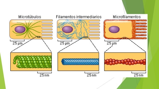 Citoesqueleto modificado 1