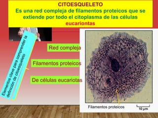 CITOESQUELETO 2023-1.ppt
