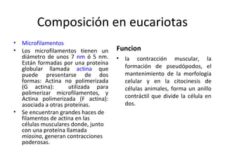 Citoesqueleto (2)[1] | PPT