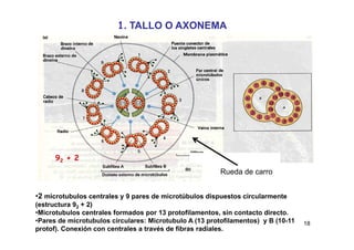 Citoesqueleto 2º Bto [Modo De Compatibilidad] | PDF