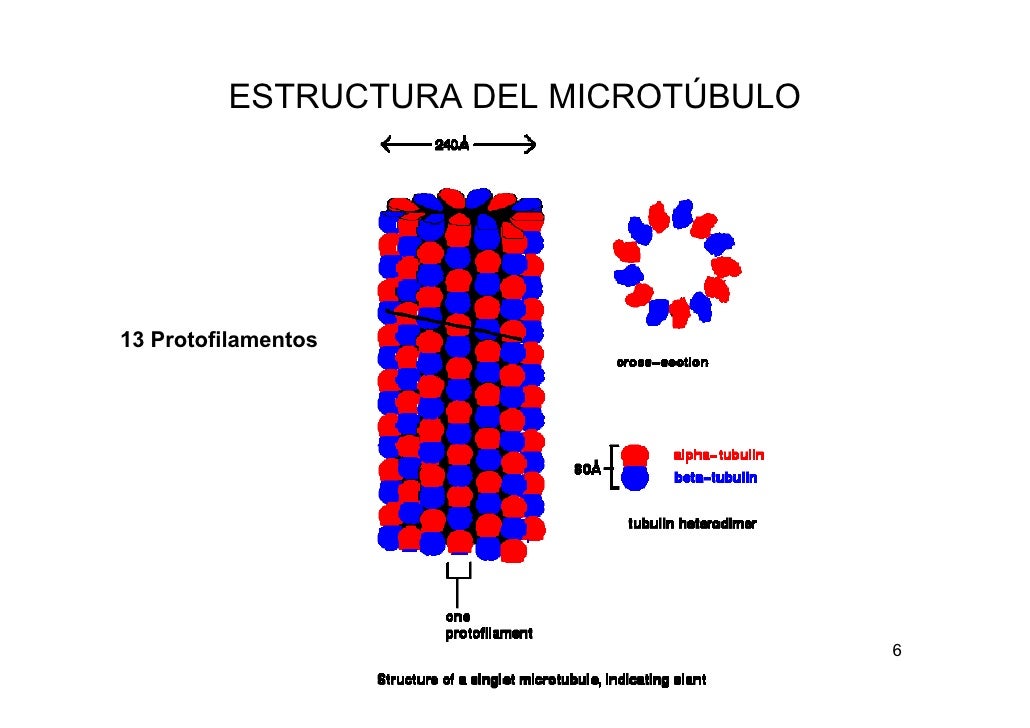 Citoesqueleto 2º Bto [Modo De Compatibilidad]