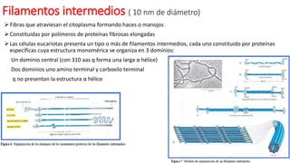 Citoesqueleto celular | PPTX