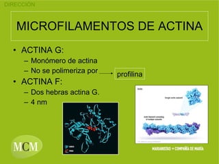 Citoesqueleto Mcm | PPT