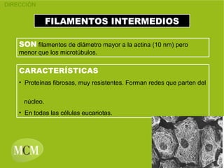 Citoesqueleto Mcm | PPT