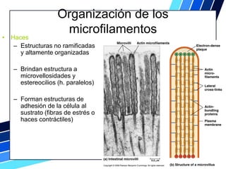 Citoesqueleto movimiento mediado microfilamentos.pdf