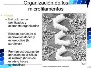Citoesqueleto movimiento mediado microfilamentos.pdf