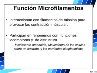 Citoesqueleto movimiento mediado microfilamentos.pdf