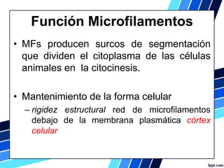 Citoesqueleto movimiento mediado microfilamentos.pdf