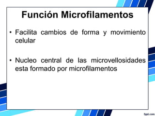 Citoesqueleto movimiento mediado microfilamentos.pdf