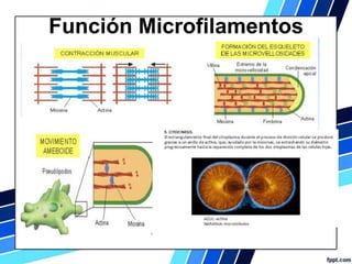 Citoesqueleto movimiento mediado microfilamentos.pdf