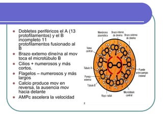 CITOESQUELETO (biología molecular) pptx.pdf