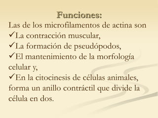 Citoesqueleto | PPT