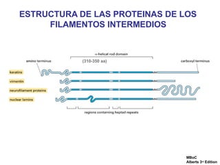 Citoesqueleto, microtúbulos y filamentos intermediospptx | PPTX
