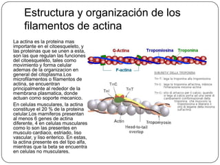 Citoesqueleto y movimiento celular | PPTX