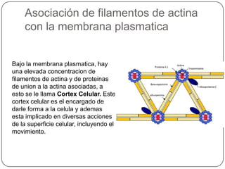 Citoesqueleto y movimiento celular | PPTX