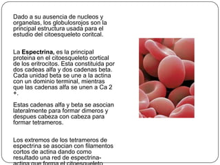 Citoesqueleto y movimiento celular | PPTX