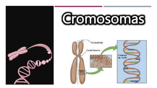 Citogenética (mitosis, celula, cromosomas) | PPTX