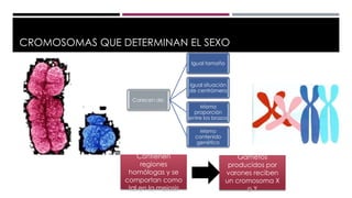 Citogenética (mitosis, celula, cromosomas) | PPTX