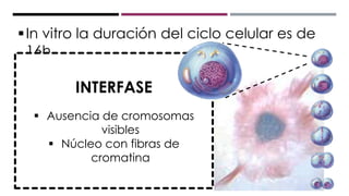 Citogenética (mitosis, celula, cromosomas) | PPTX