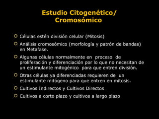 Citogenetica convencional | PPT