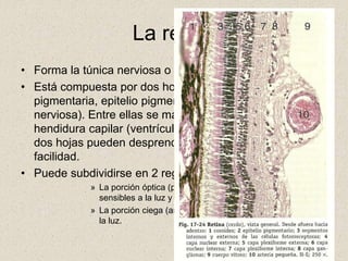 Citología de la órbita y globo ocular | PPTX