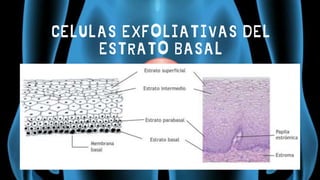 citología exfoliativa de las celulas basales en el endocervix | PPTX