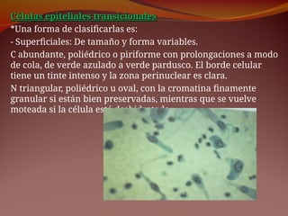 CITOLOGÍA URINARIA. morfologia morfologia | PPT