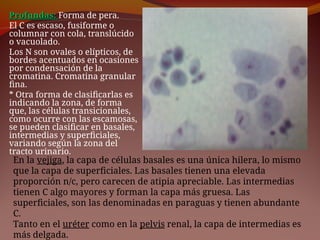 CITOLOGÍA URINARIA. morfologia morfologia | PPT