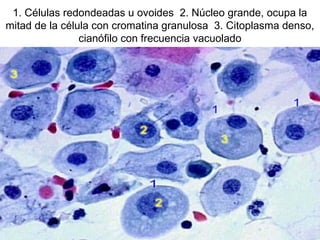Clase de citología vaginal II, anatomía e histología.ppt